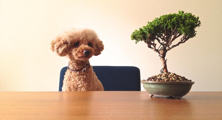 How Big Does a Toy Poodle Get? | Reference.com