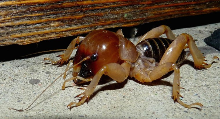 Are Child Of The Earth Poisonous - The Earth Images Revimage.Org